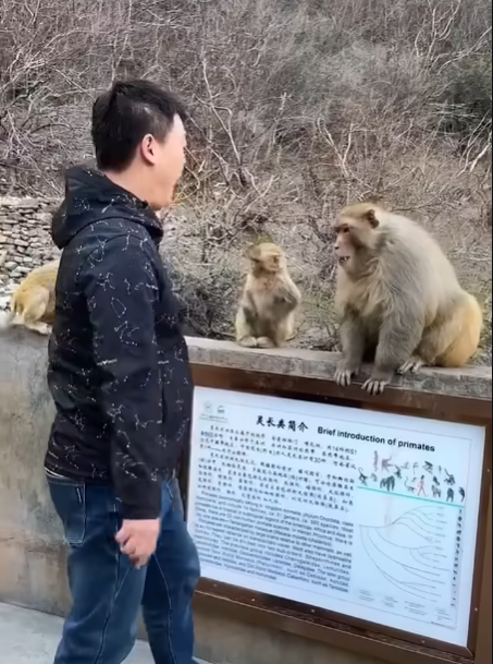 Monkey Funny: So Angry? – IMPIRENEWS