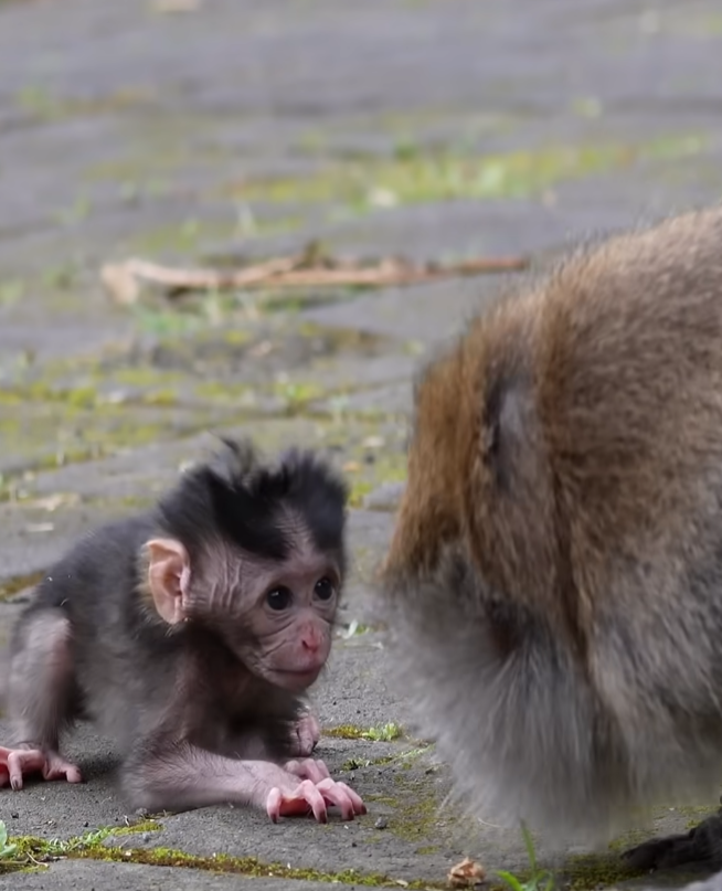 Encouraging a baby who is just learning to walk babymonkey – IMPIRENEWS
